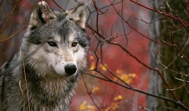 Strage di lupi sui Monti Lepini, è allarme | LatinaPress Strage di lupi sui Monti Lepini, è allarme | LatinaPress